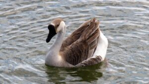 Chinese Goose | Key Information, Facts & Pictures - Farm and Chill