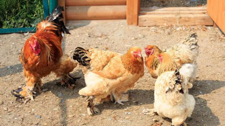 15 Breeds of Chicken with Crazy Hair | With Pictures! - Farm and Chill