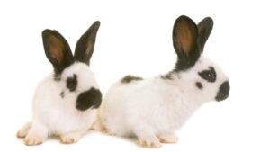 Checkered Giant Rabbit | Identification, Habitat, and Behavior - Farm ...