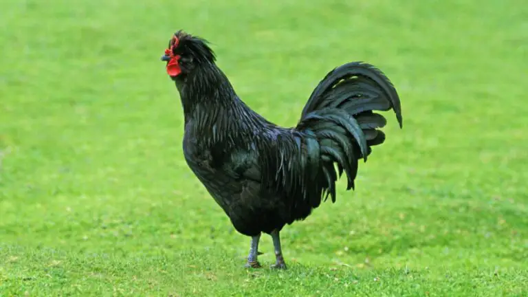 15 Breeds of Chicken with Crazy Hair | With Pictures! - Farm and Chill
