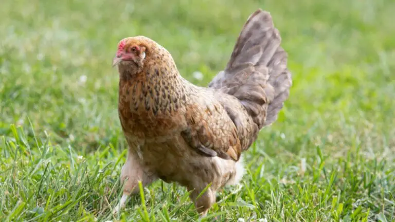 15 Breeds of Chicken with Crazy Hair | With Pictures! - Farm and Chill