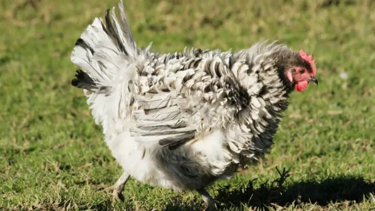 15 Breeds of Chicken with Crazy Hair | With Pictures! - Farm and Chill