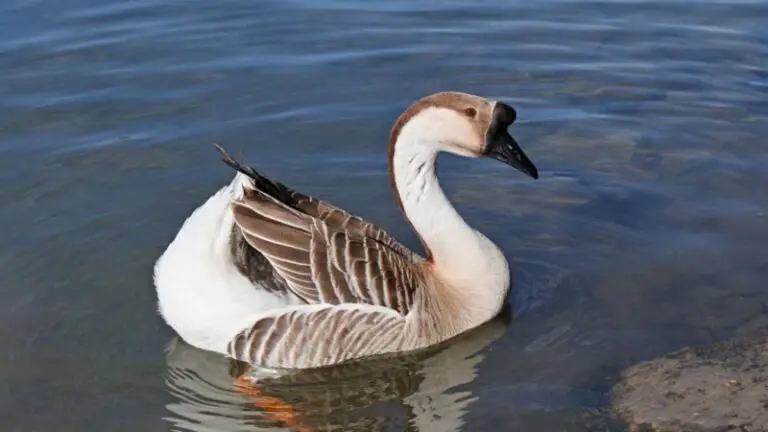 Chinese Goose | Key Information, Facts & Pictures - Farm and Chill