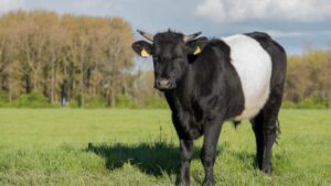 Dutch Belted Cattle | Is This Cow Breed Rare? - Farm and Chill