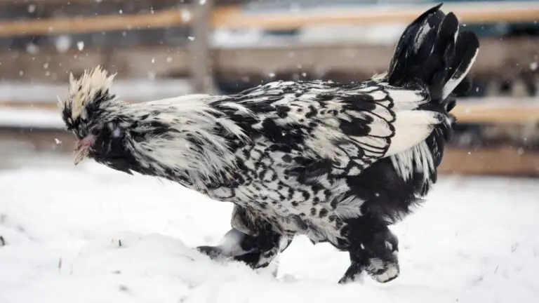 15 Breeds of Chicken with Crazy Hair | With Pictures! - Farm and Chill
