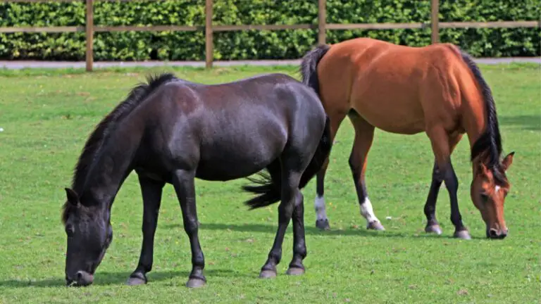 What Does a Healthy Horse Poop Look Like? | With Pictures - Farm and Chill