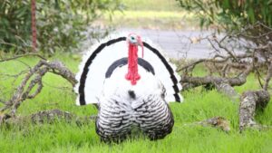 Slate Turkey | Identification, Habitat, and Behavior - Farm and Chill
