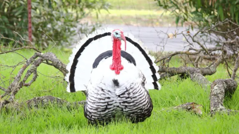 Slate Turkey | Identification, Habitat, and Behavior - Farm and Chill