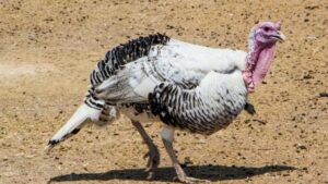 Slate Turkey | Identification, Habitat, and Behavior - Farm and Chill