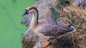 Chinese Goose | Key Information, Facts & Pictures - Farm and Chill
