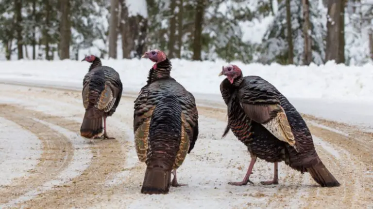 How Do Turkeys Survive the Winter? | What Do They Eat? - Farm and Chill