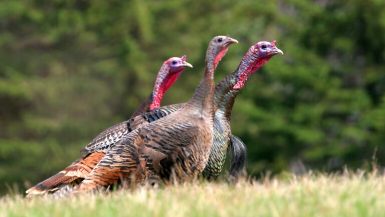How Do Turkeys Survive the Winter? | What Do They Eat? - Farm and Chill