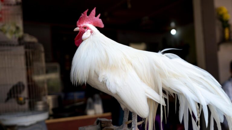 15 Breeds of Chicken with Crazy Hair | With Pictures! - Farm and Chill