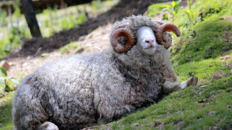 Dorset Horn Sheep | All You Need to Know! - Farm and Chill