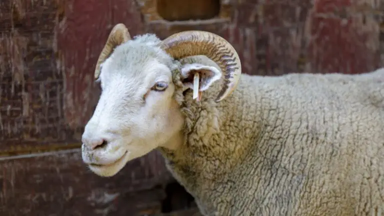 Dorset Horn Sheep | All You Need to Know! - Farm and Chill