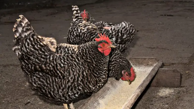 Are Plymouth Rock Chickens Good Layers? | The Ultimate Guide - Farm and ...