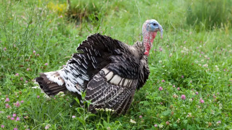 What Is a Heritage Turkey? 10 Best Heritage Turkey Breeds for Profit ...