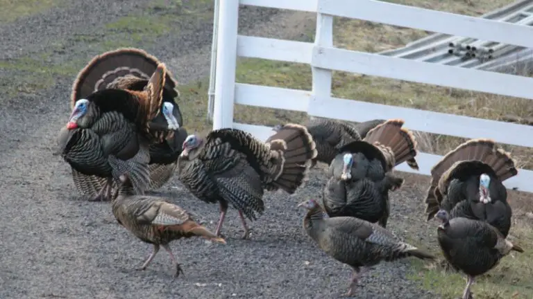 How Do Turkeys Mate? | All You Need to Know! - Farm and Chill