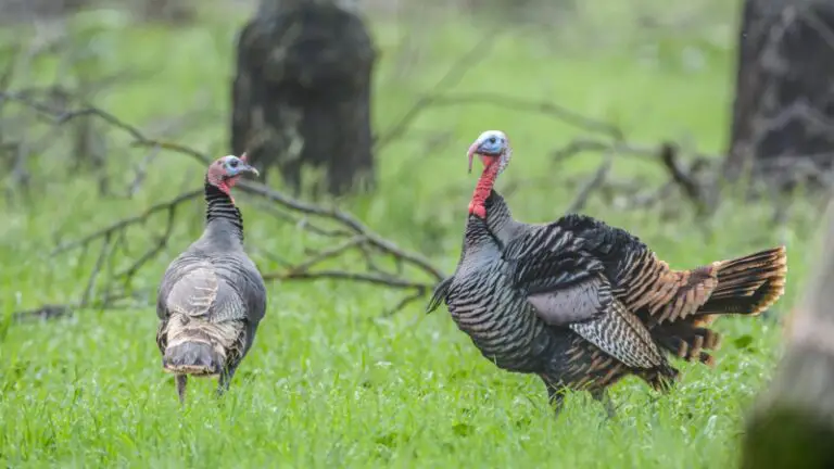 How Do Turkeys Mate? | All You Need to Know! - Farm and Chill