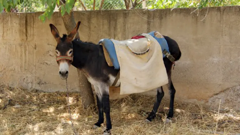 American Mammoth Jackstock | How Big Do They Get? - Farm and Chill