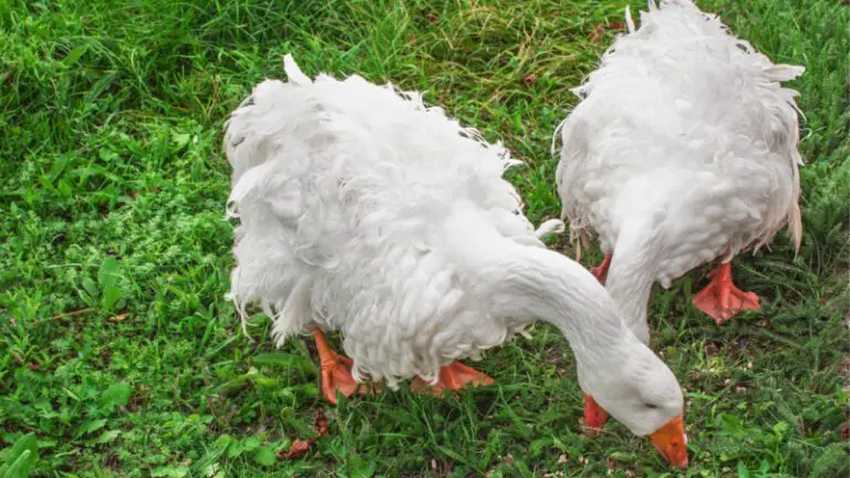 What Are Sebastopol Geese? | Are They Rare? - Farm and Chill