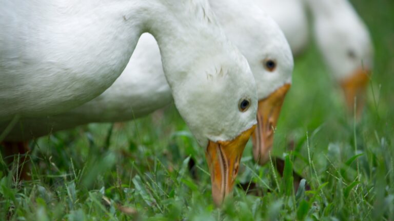 Do Ducks Bite? | What Drives Aggression and How to Avoid It - Farm and ...