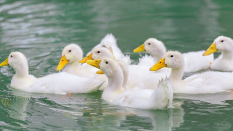 Do Ducks Bite? | What Drives Aggression and How to Avoid It - Farm and ...