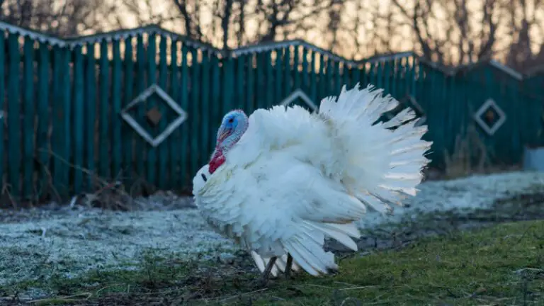 What Are Beltsville Small White Turkeys? | Do They Have White Meat ...
