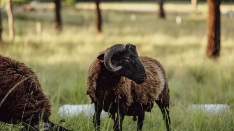 Top 12 Sheep Breeds for Meat | Which One is Best for You? - Farm and Chill