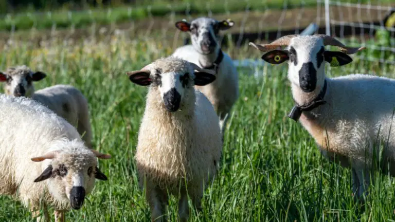 Top 12 Sheep Breeds for Meat | Which One is Best for You? - Farm and Chill