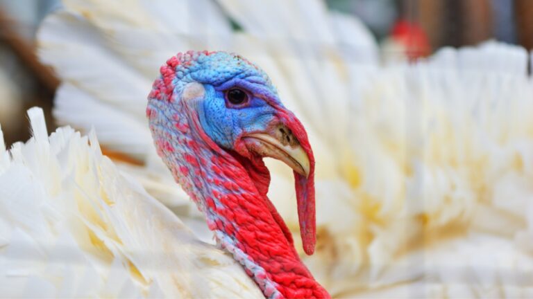 What Are Beltsville Small White Turkeys? | Do They Have White Meat ...