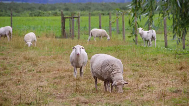 Top 12 Sheep Breeds for Meat | Which One is Best for You? - Farm and Chill
