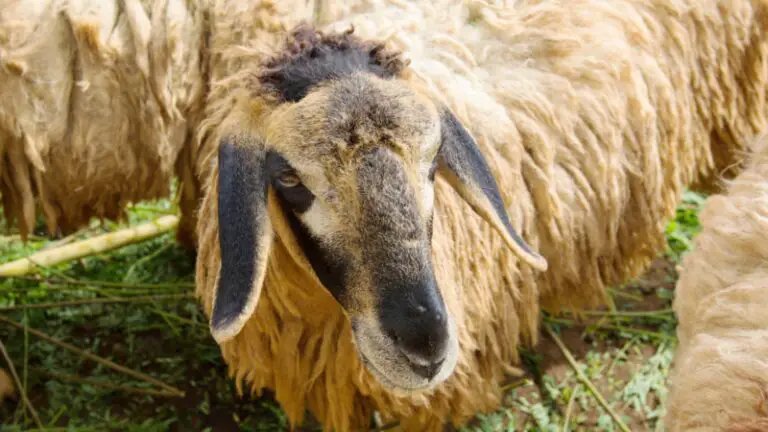 Top 12 Sheep Breeds for Meat | Which One is Best for You? - Farm and Chill