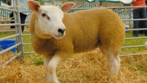 Top 12 Sheep Breeds for Meat | Which One is Best for You? - Farm and Chill