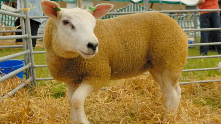 Top 12 Sheep Breeds for Meat | Which One is Best for You? - Farm and Chill