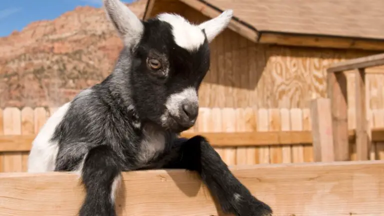 Why Goats Love to Jump | How High Can They Go? - Farm and Chill