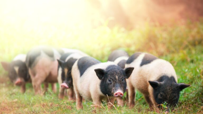 What Is a Heritage Pig? | Beginner's Guide to High-Quality Meat - Farm ...