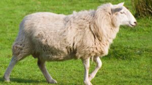 Croix Sheep | Are St. Croix Sheep Good for Meat? - Farm and Chill