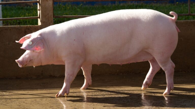 All You Need to Know About American Landrace Pigs | How Big Do They Get ...