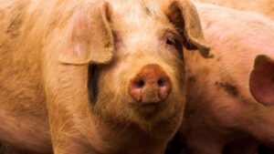 What Are Chester White Pigs? | What Are They Known For? - Farm and Chill