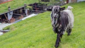 5 Best Small Goat Breeds | Unexpected Reasons to Have Them! - Farm and ...