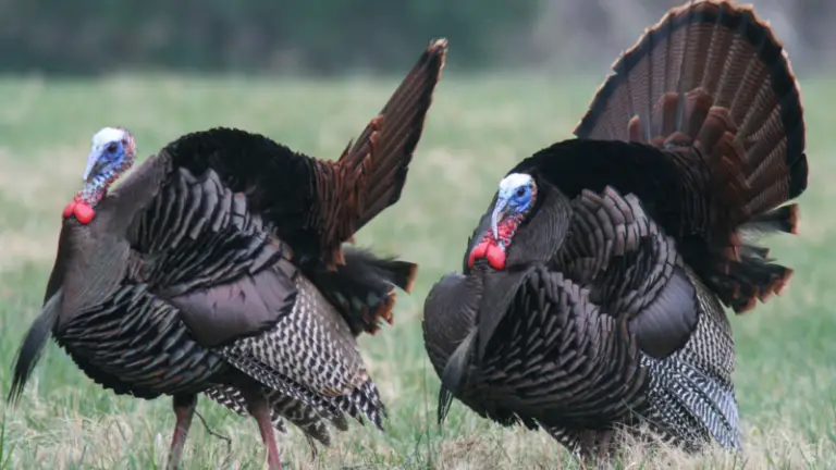 Are Turkeys Hard to Raise? | Pros and Cons in Raising Turkeys - Farm ...