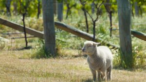 Miniature Sheep Breeds | Top Choices for Small Farms - Farm and Chill