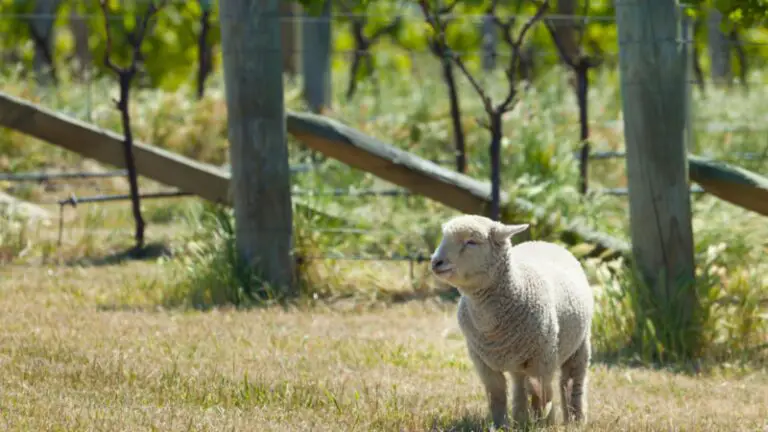 Miniature Sheep Breeds | Top Choices for Small Farms - Farm and Chill