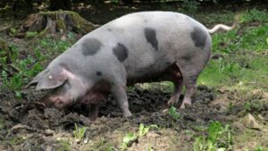 Black and White Pig Breeds? | the Ultimate Guide - Farm and Chill