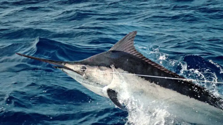 Marlin Fish Price Insights: Exploring Species, Costs, and Prime Fishing ...