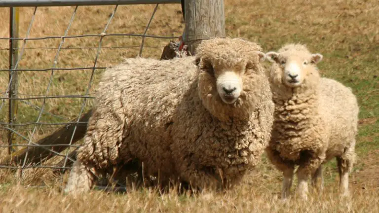 10 Best Sheep Breeds for Wool | Profit Winners - Farm and Chill