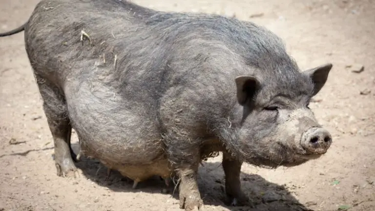 Pig Reproduction Essentials | Breeding Techniques for Success - Farm ...