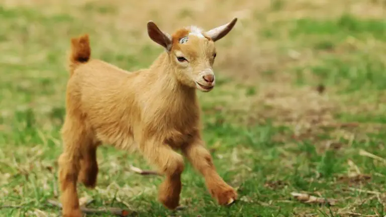 How to Deworm Goats? | Crucial Techniques for Optimal Herd Health ...