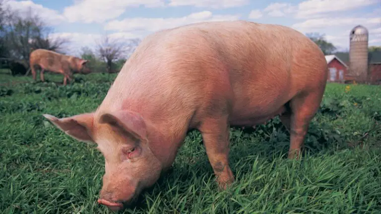 What Is the Best Way to Feed Farm Pigs? | Important Facts! - Farm and Chill